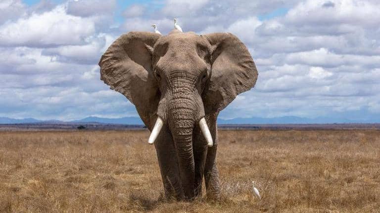 Odisha: Elephant tramples 70 year old woman, then her corpse at her ...