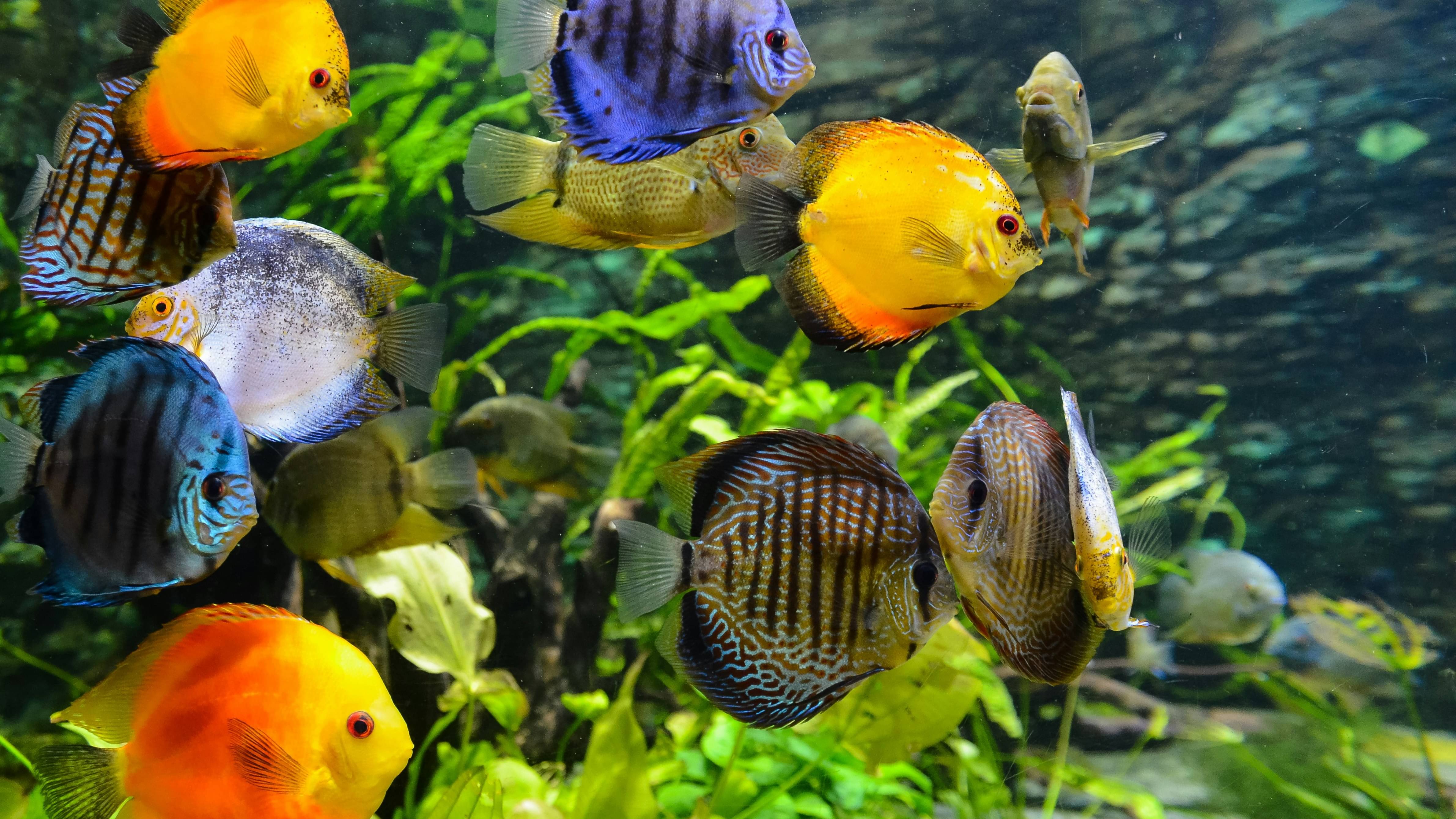 How To Keep Your Aquarium Cool In Summer For The Safety Of Your Fish ...