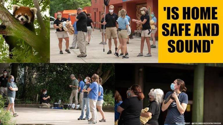 Missing red panda 'is home safe and sound', here's how it was brought ...