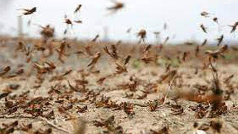 UN food agency says widespread locust infestation in Afghan provinces ...