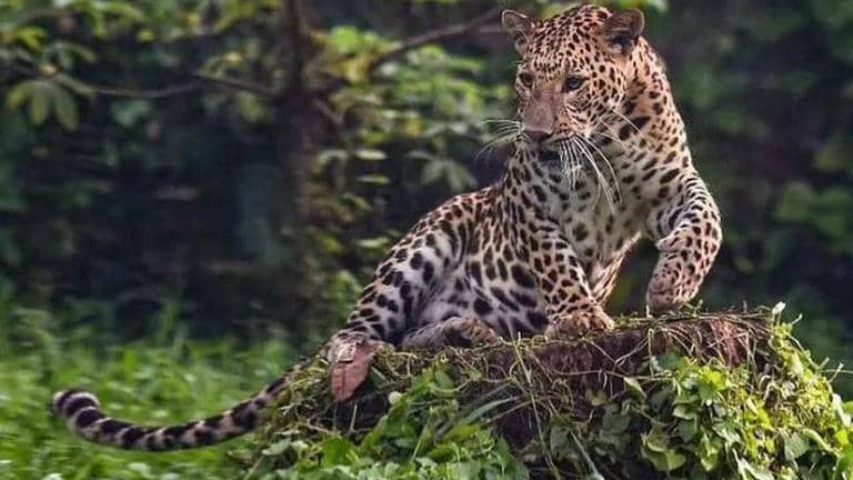 Over 50 trap cameras, one drone, ‘man-eater’ leopard still traceless ...