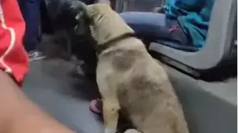 Dog takes a joyful ride on Bengaluru bus, video goes viral | Republic World