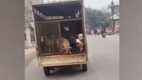 Viral Video Shows Biker Releasing Stray Dogs From A Moving Municipal ...