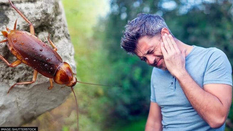 New Zealand: Man finds cockroach inside his ear days after blocked ...