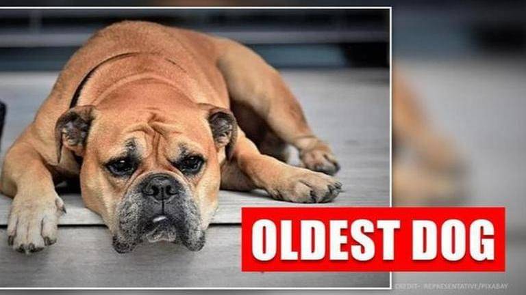 UK’s Queenie, the oldest dog going strong and healthy at the age of 21 ...