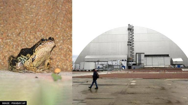 Ukraine's 1986 Chernobyl disaster turning colour of tree frogs from ...