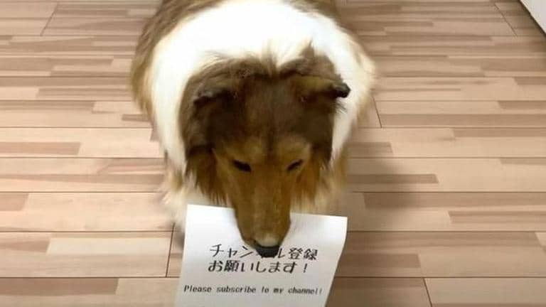 Meet Toco, the Japanese Man who spent $14,000 to transform himself into ...