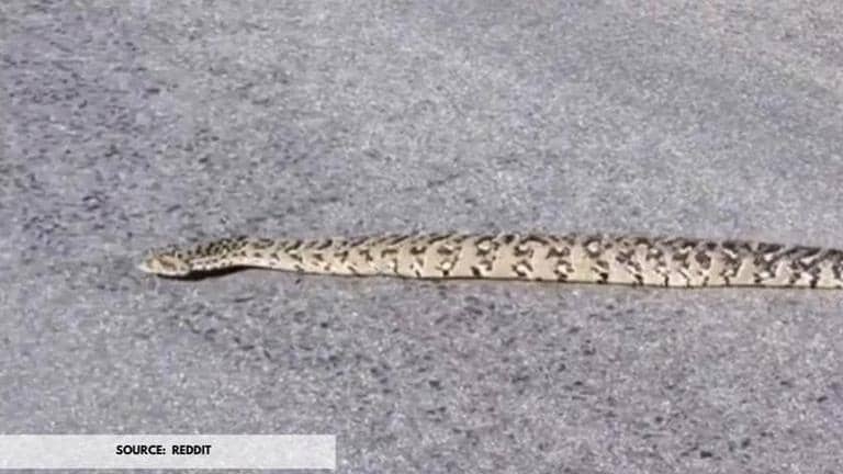 Snake's caterpillar-like movement goes viral on the internet; watch ...