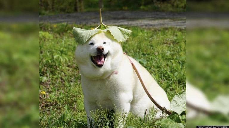 Netizens laud dog named Kutoro for wearing a ‘sustainably sourced’ hat ...
