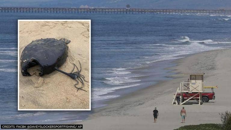 'Cool but creepy': Rare deep sea fish spotted at California beach ...