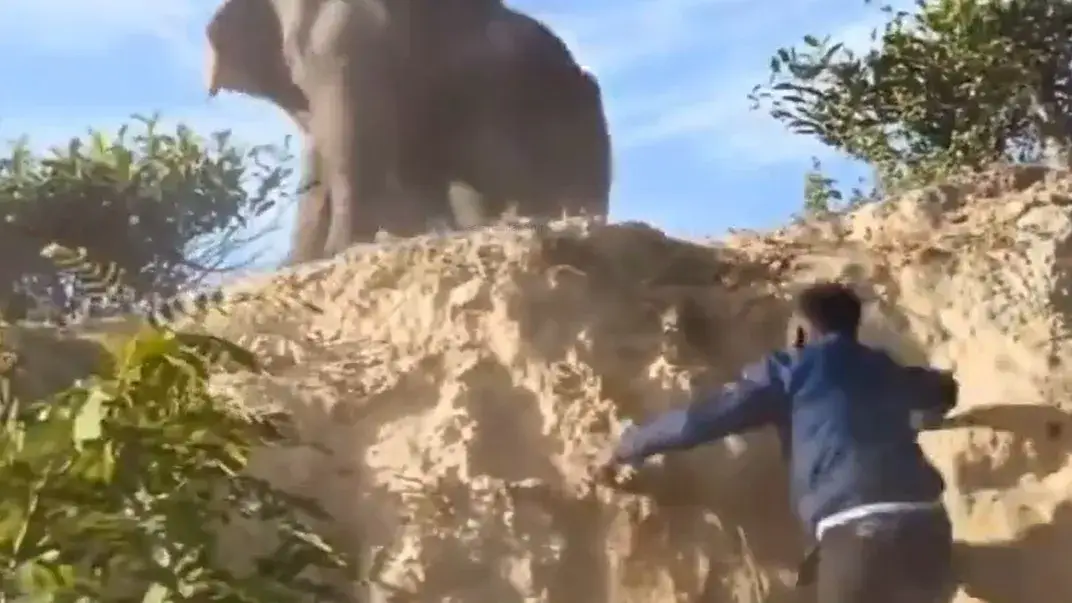 Video of human beings scaring a wild elephant goes viral: Internet ...