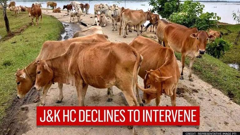 HC rejects plea seeking enactment of anti-cow slaughter law in J&K ...