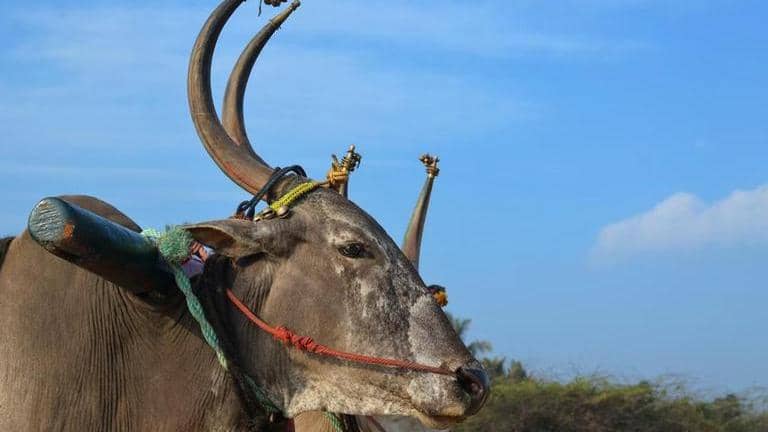 In separate incidents, Bulls gore three to death during Hori festival ...