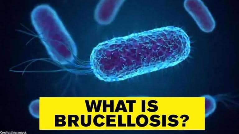 What is the Brucellosis outbreak in China? Can the bacterial infection ...