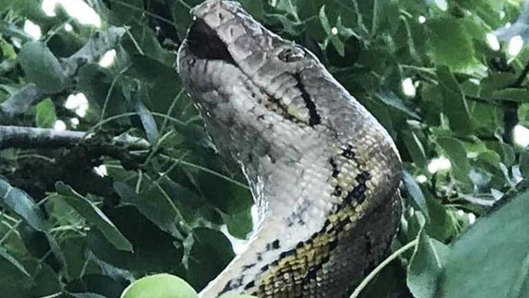 UK: Rescuers capture 10 ft long python spotted in a tree; compare it to ...