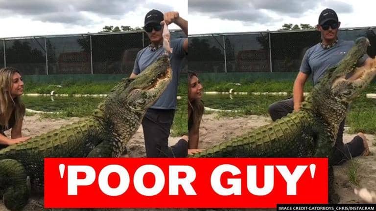 Giant alligator strolls away embarassed after failing to 'catch food ...
