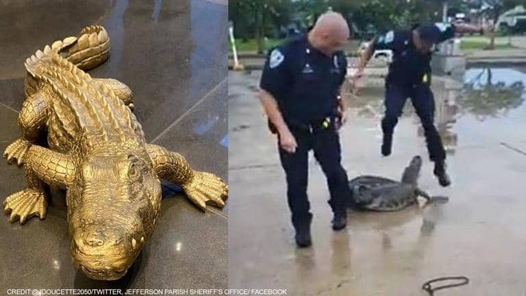 Canada: Woman spots alligator at home and calls up police, later ...