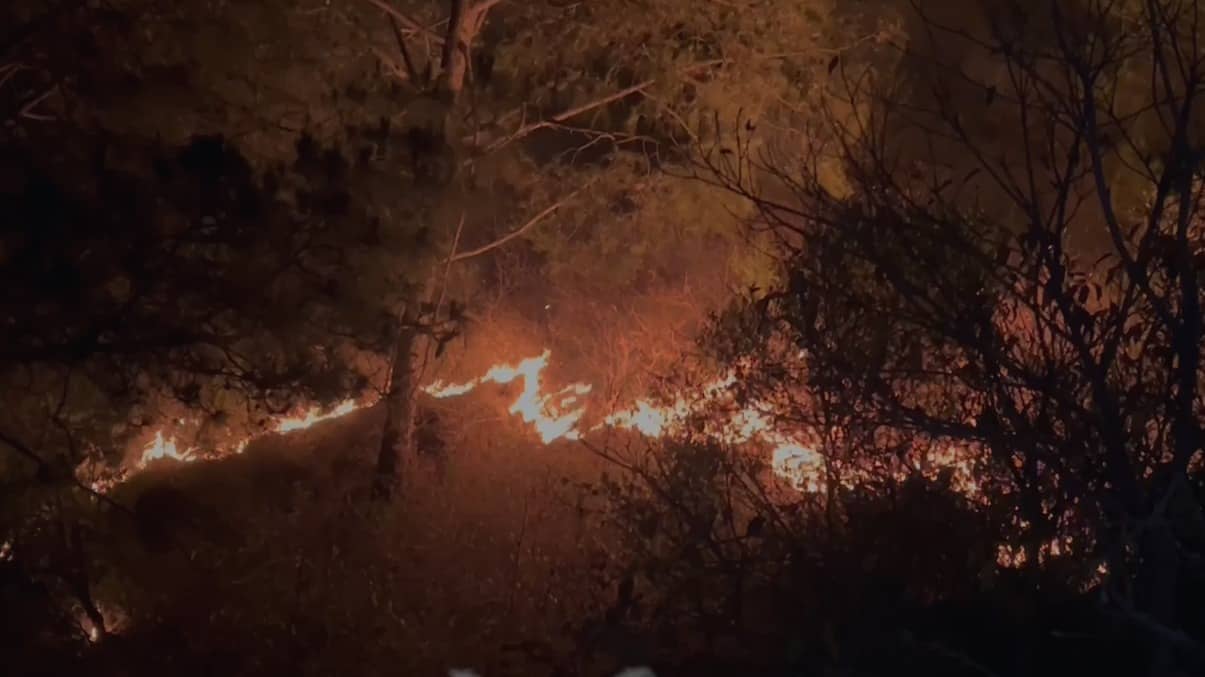 Uttarakhand: 4 Forest Department Employees Killed in Almora Forest Fire ...