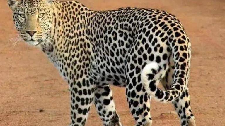 Year-long study confirms presence of 8 leopards in Delhi's Asola ...