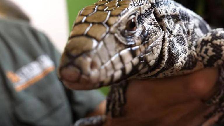 'They eat just about anything': Wild life expert talks about Invasive ...