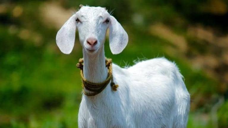 US: Goat detained for 'trespassing and resisting arrest'; video goes ...