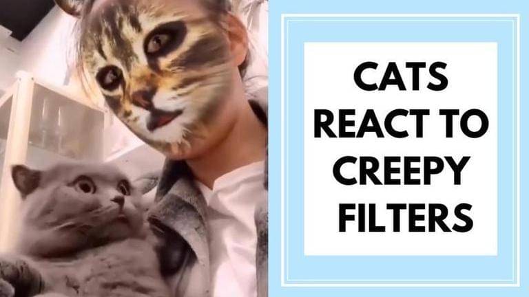 Owners creeping their cats through cat filters is hilarious | Republic ...
