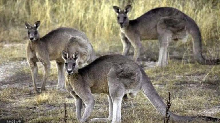 Australia 'the land of kangaroos' sets annual quota to cull them ...