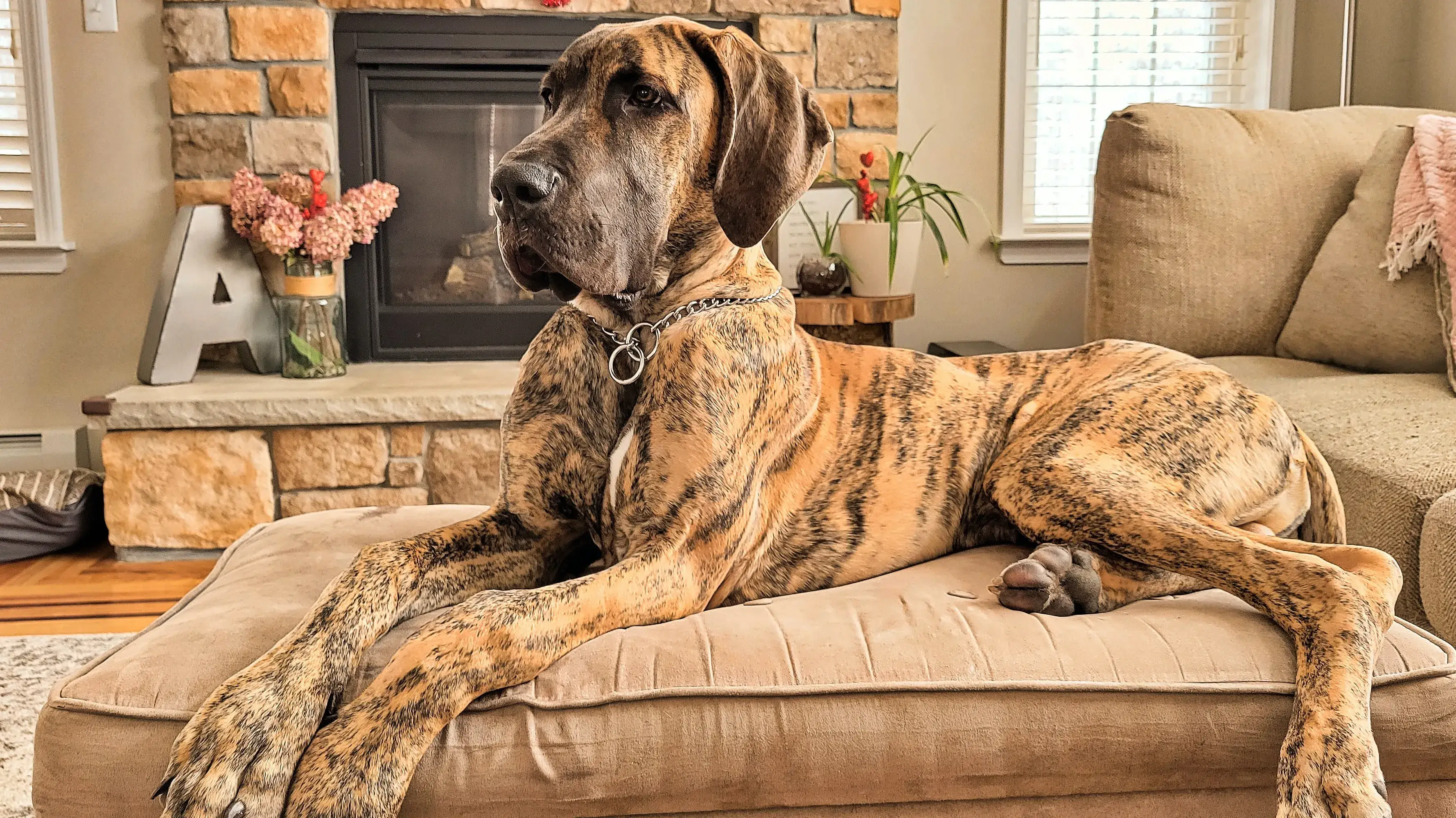 The gentle giants: Big breed dogs that make friendly and affectionate ...