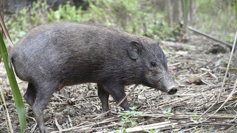 5 persons injured in wild boar attack in Odisha | Republic World