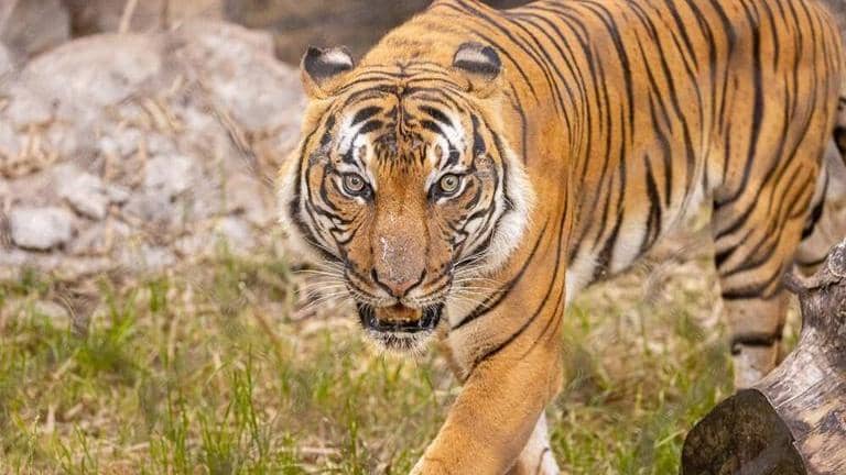 SC restrains construction within core areas in tiger reserves, national ...