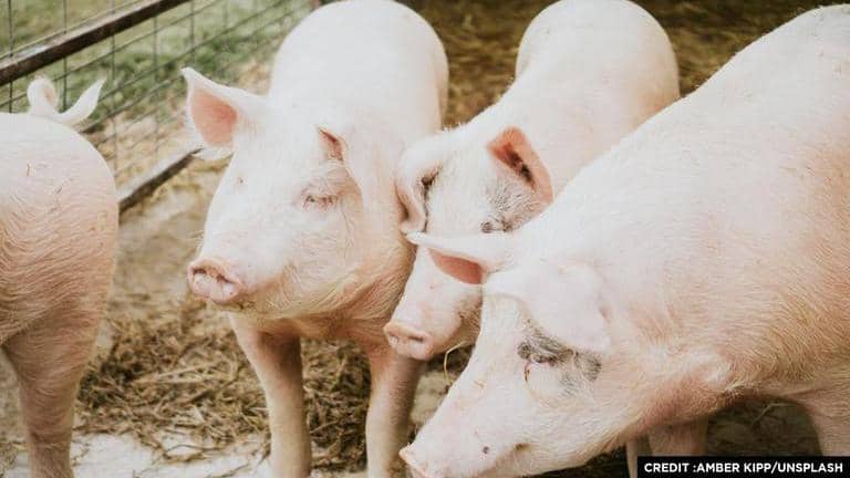 China constructs 13-storey ‘hog hotels’ to keep pigs safe from viruses ...