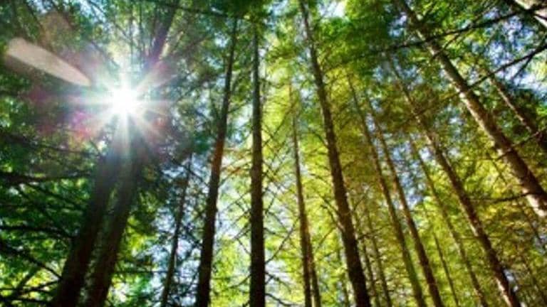 J&K to strengthen network of control rooms, check-posts for effective protection of forests ...