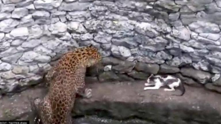 Watch leopard & cat's dramatic confrontation inside a well, netizens ...