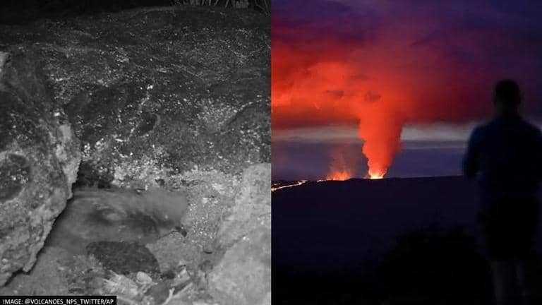 Watch: Rare bird emerges out of a burrow in Hawaii Volcanoes National ...