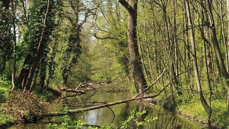 Odisha's forest cover has increased by 274 sq km | Republic World