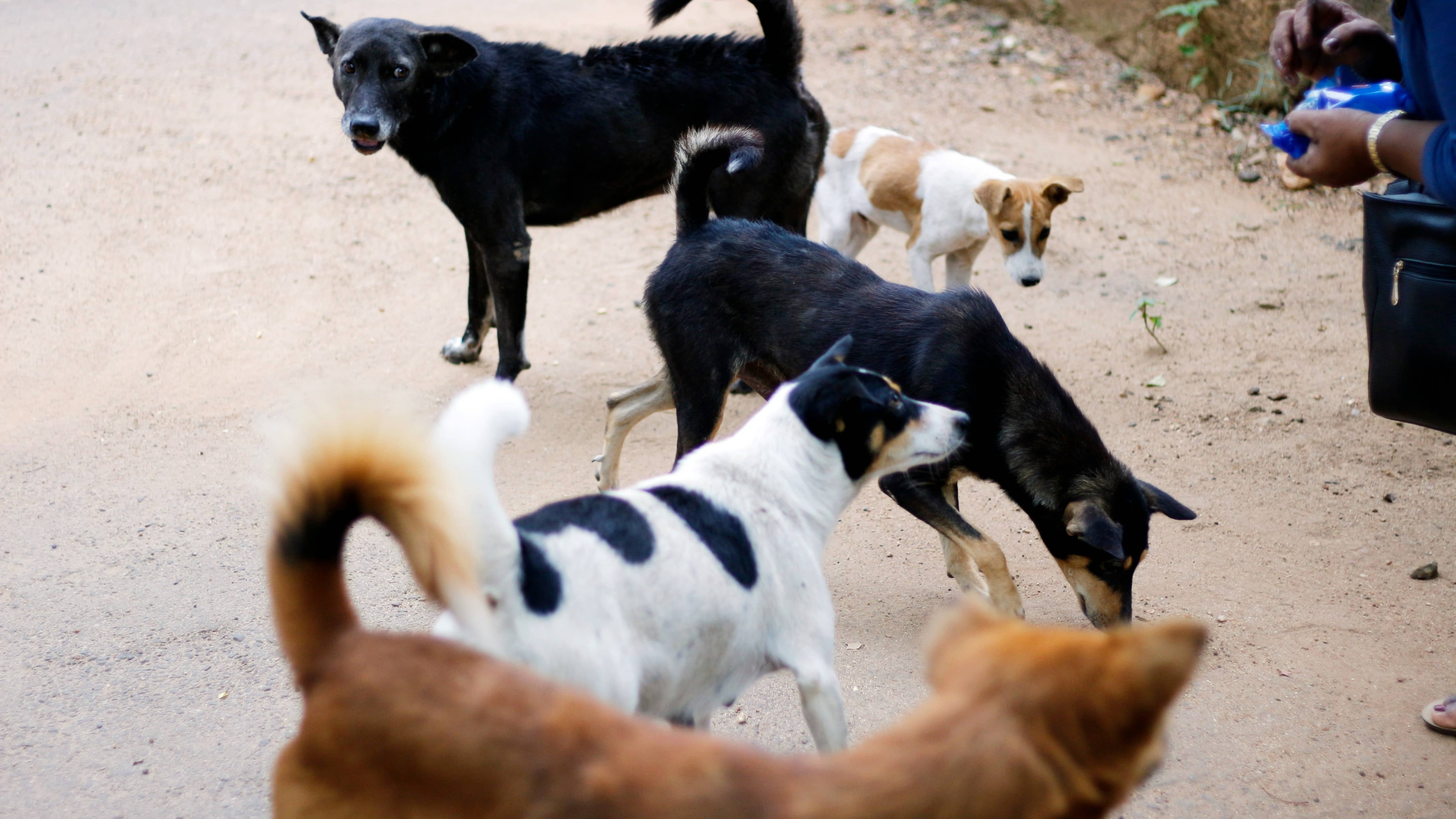 Bitten By A Stray Dog? Here Are Immediate Steps You Need To Take ...