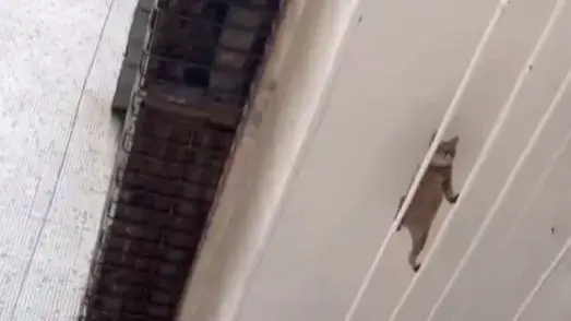 Cat's amazing stunt video goes viral, fans call for 'Mission Impaw ...