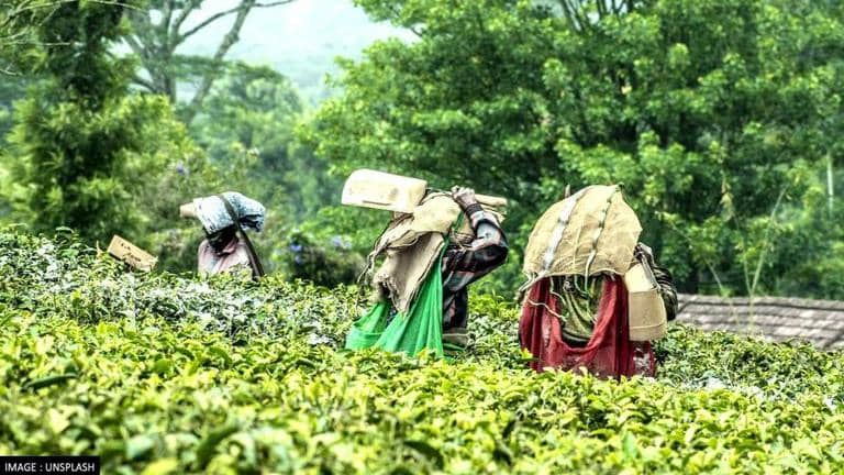 'Bharat auction' only after consultation with stakeholders: Tea Board ...