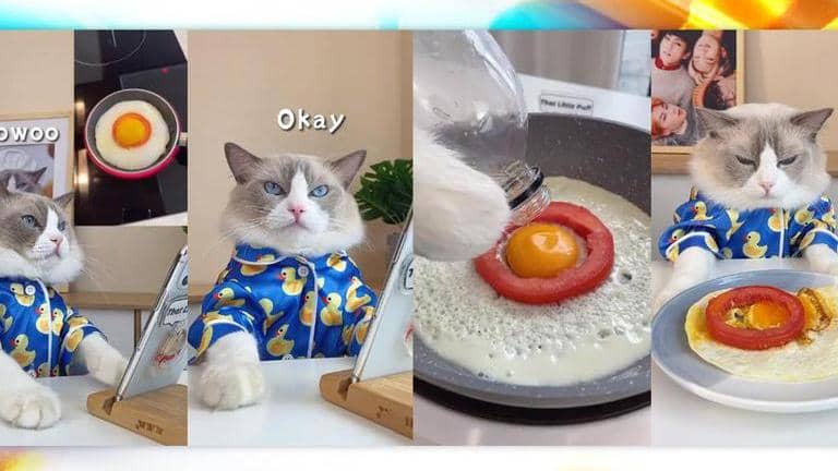Chef kitty's latest cooking video with new recipe becomes internet ...