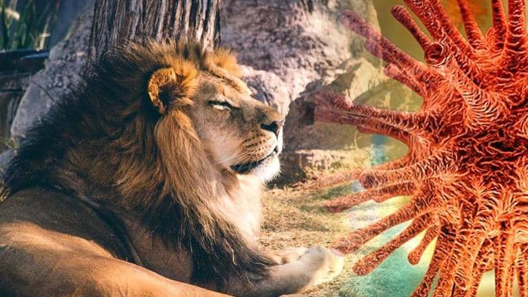 COVID-19: 3 infected lions of Vandalur zoo recover from virus; results ...