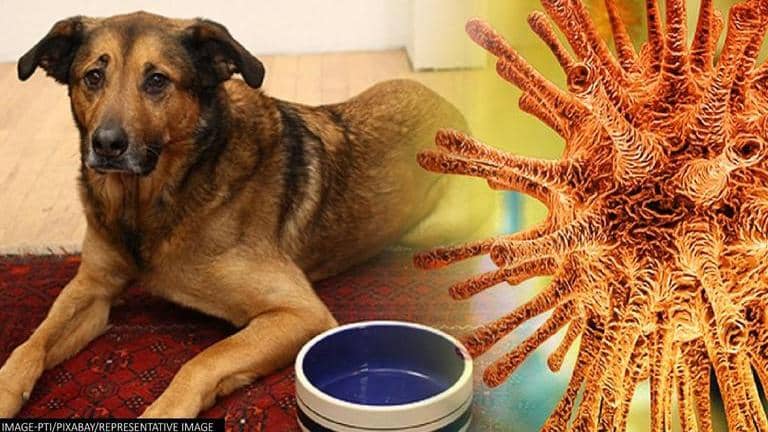 United States health officials reveal animals too can get infected with ...
