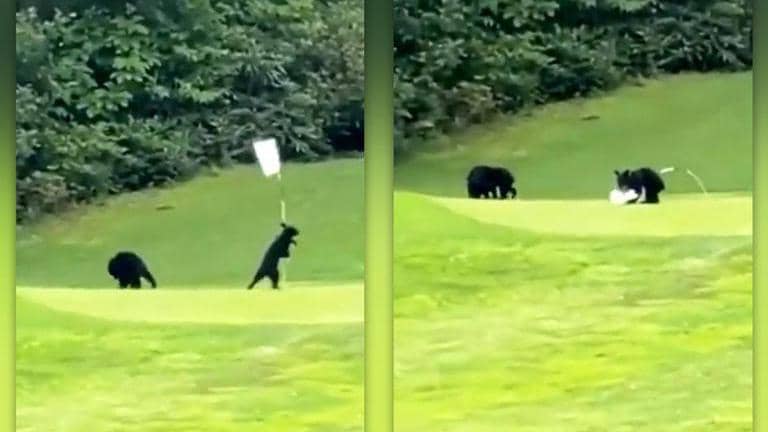Adorable bear cubs playing on golf course win hearts all over internet ...