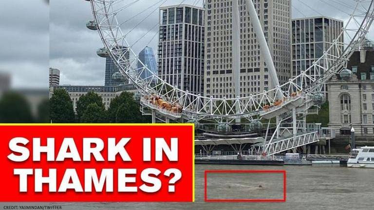 Shark spotted in Thames River near London Eye? Know truth behind viral ...