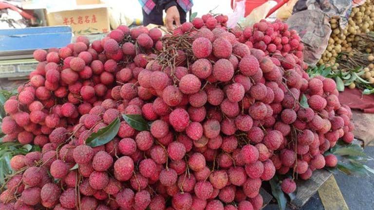 Bihar govt and NRCL encourage production of new litchi varieties to ...