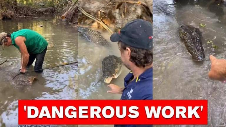 'Go Away': Man calmly pushes 13-foot crocodile, netizens say 'Steve ...