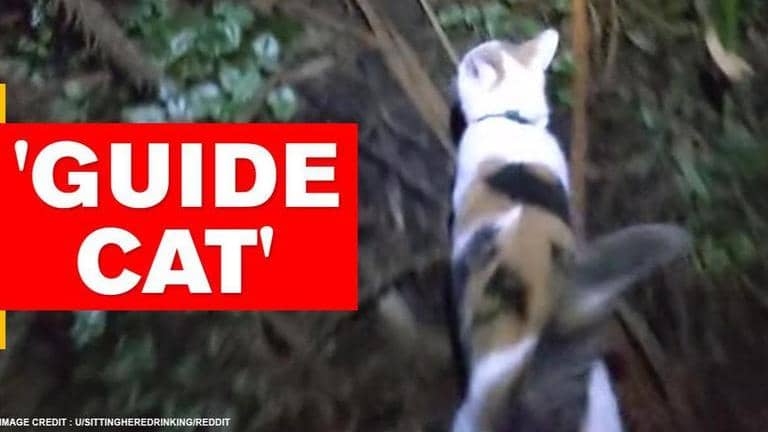 Cat guides her human home thinking he is lost, netizens say 'pets are ...