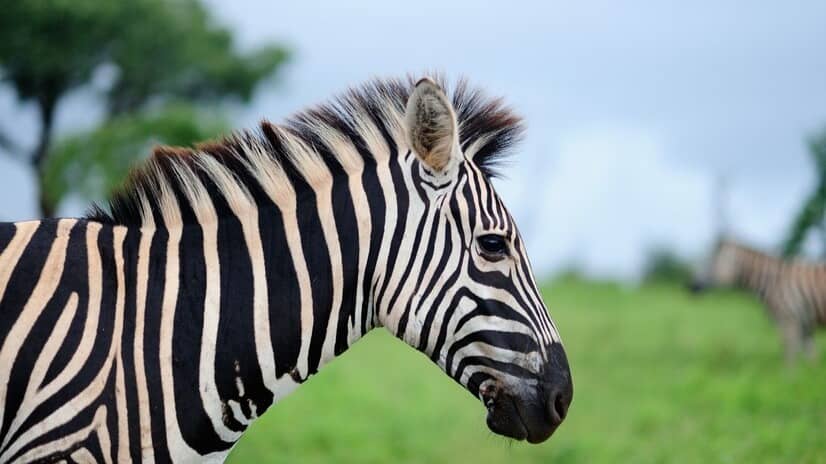 International Zebra Day 2024: Interesting Facts About The Striped ...