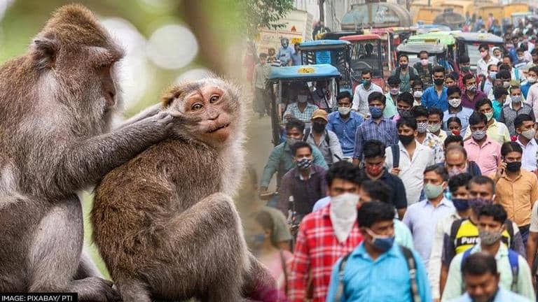 Delhi drops sterilisation plan to control monkey population | Republic ...