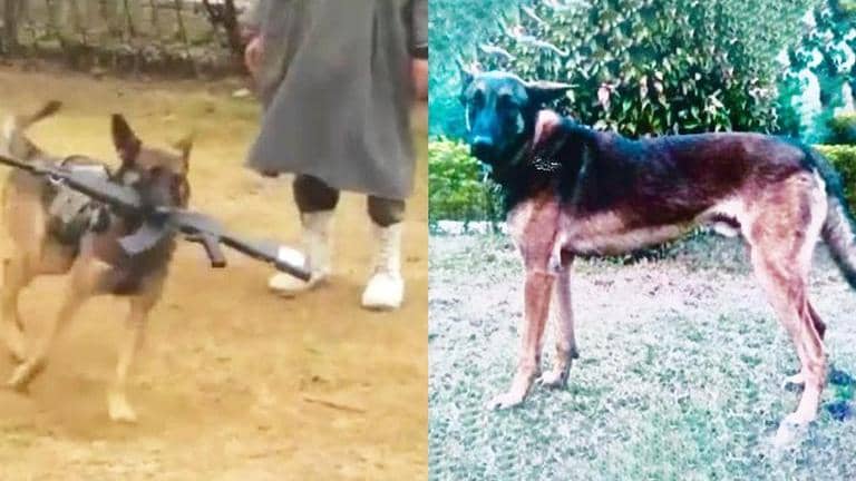 Army dog Axel, killed in anti-terror op, awarded 'Mention-in Despatches ...