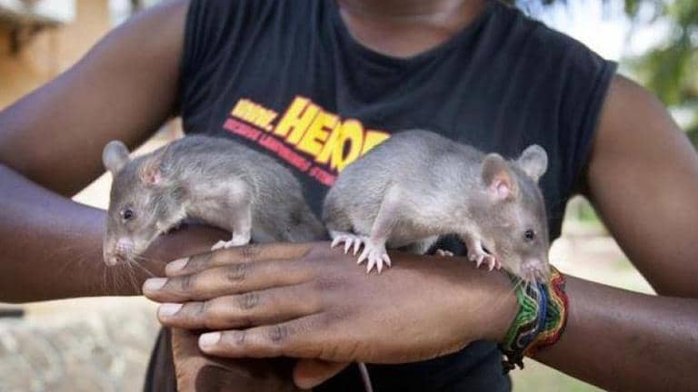 Lassa fever: What is Lassa virus and fever? What are its symptoms ...